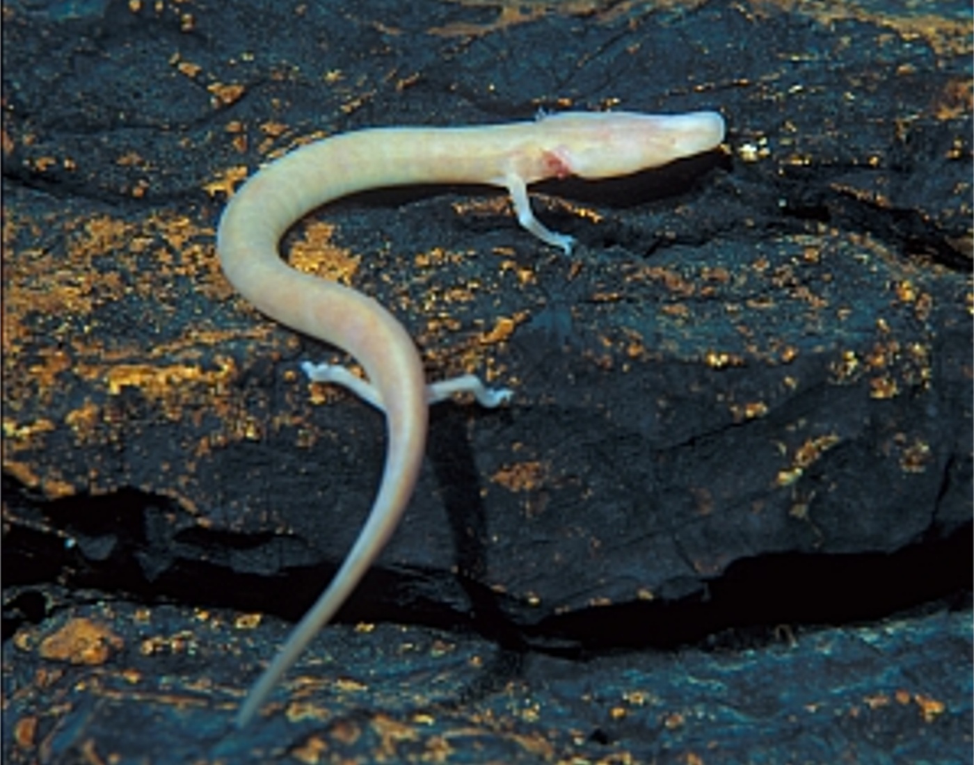 Olm, or the Human Fish | Prirodoslovni muzej Slovenije