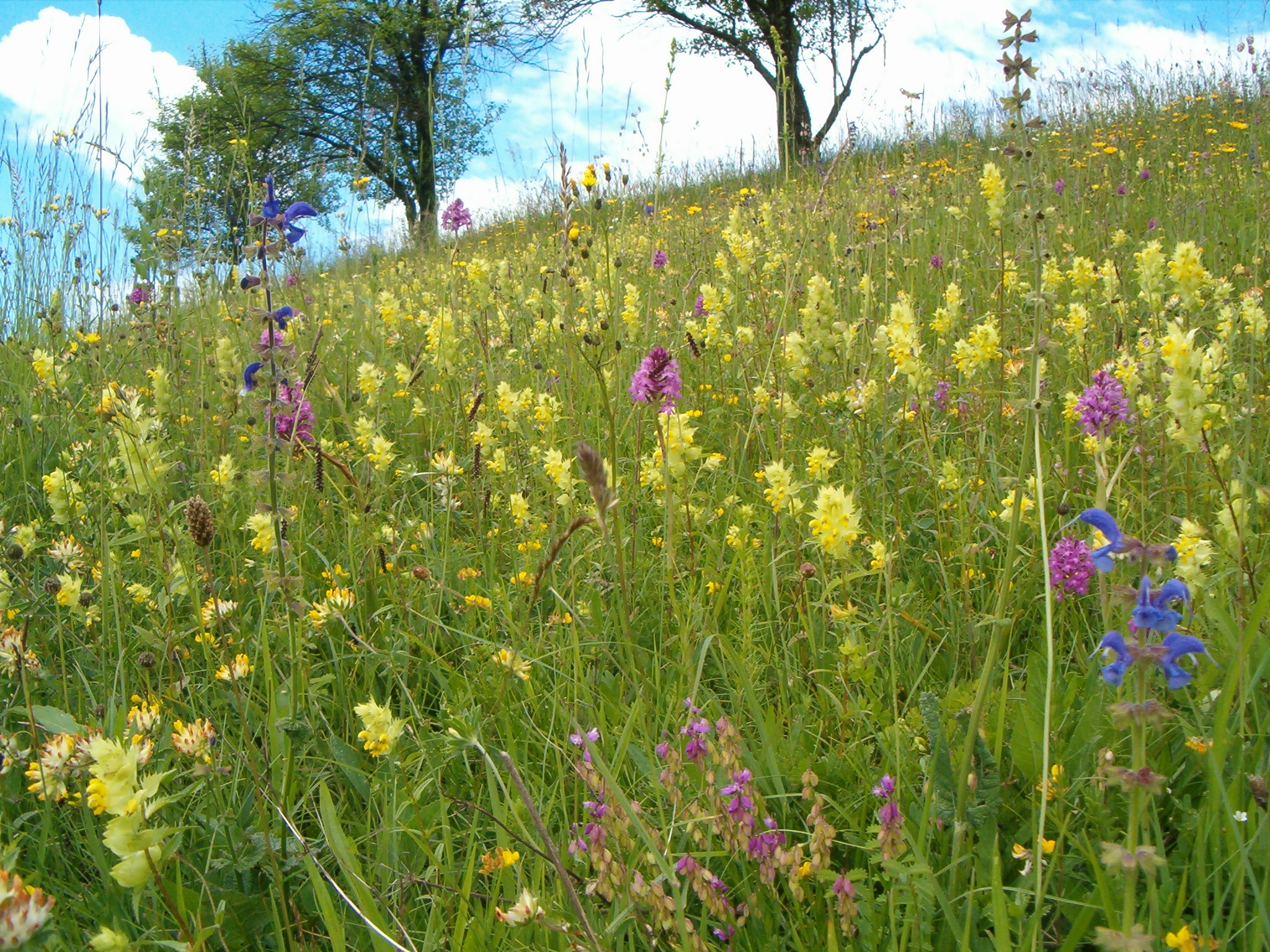 Travnik pod nogami | Prirodoslovni muzej Slovenije