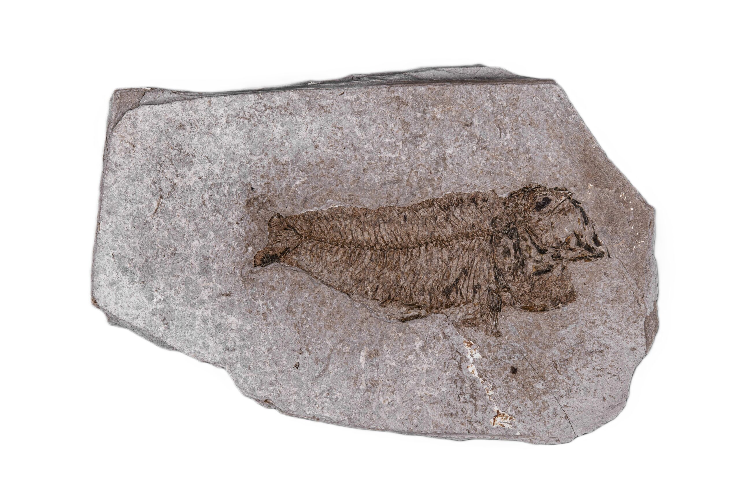 Life in the middle miocene – unveiling the hidden Radoboj fossils